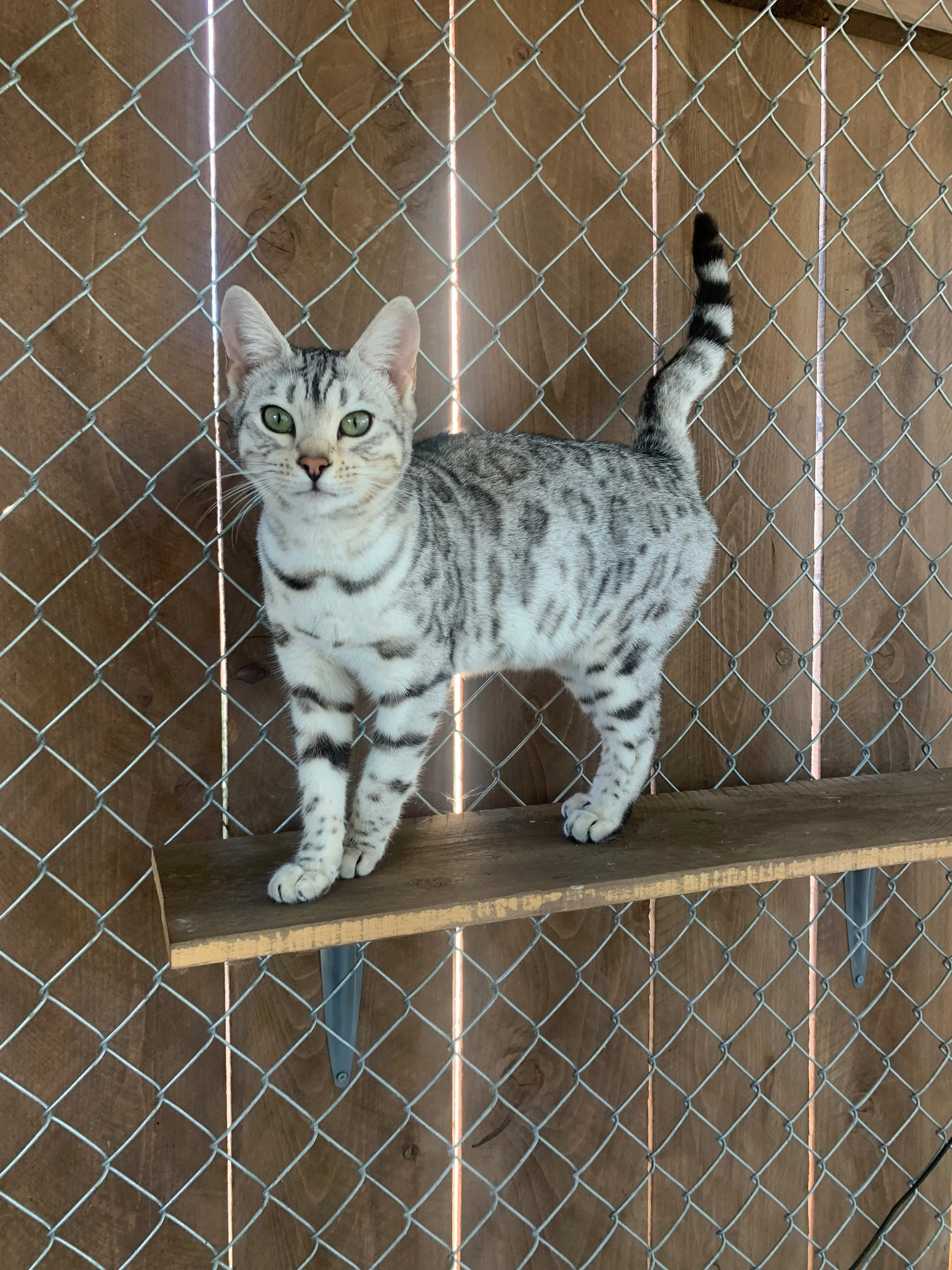 Kings & Queens — Lauralei Bengals