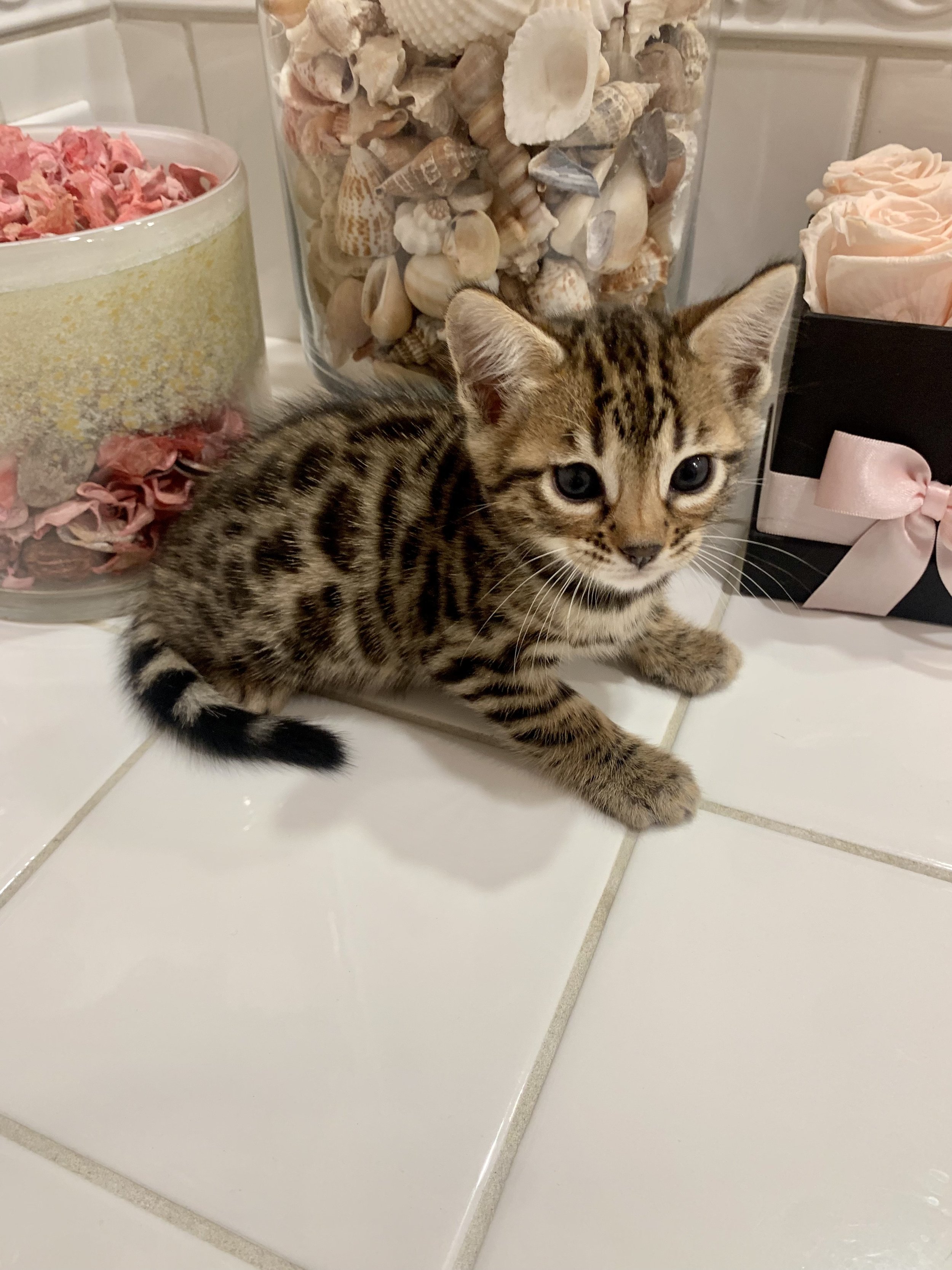 Kittens For Sale — Lauralei Bengals