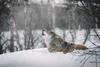 The Reintroduction of Wolves Into Yellowstone: How Apex Predators ...