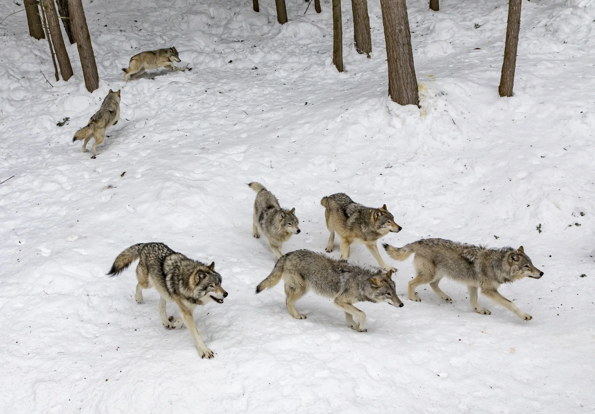 The Reintroduction of Wolves Into Yellowstone: How Apex Predators ...