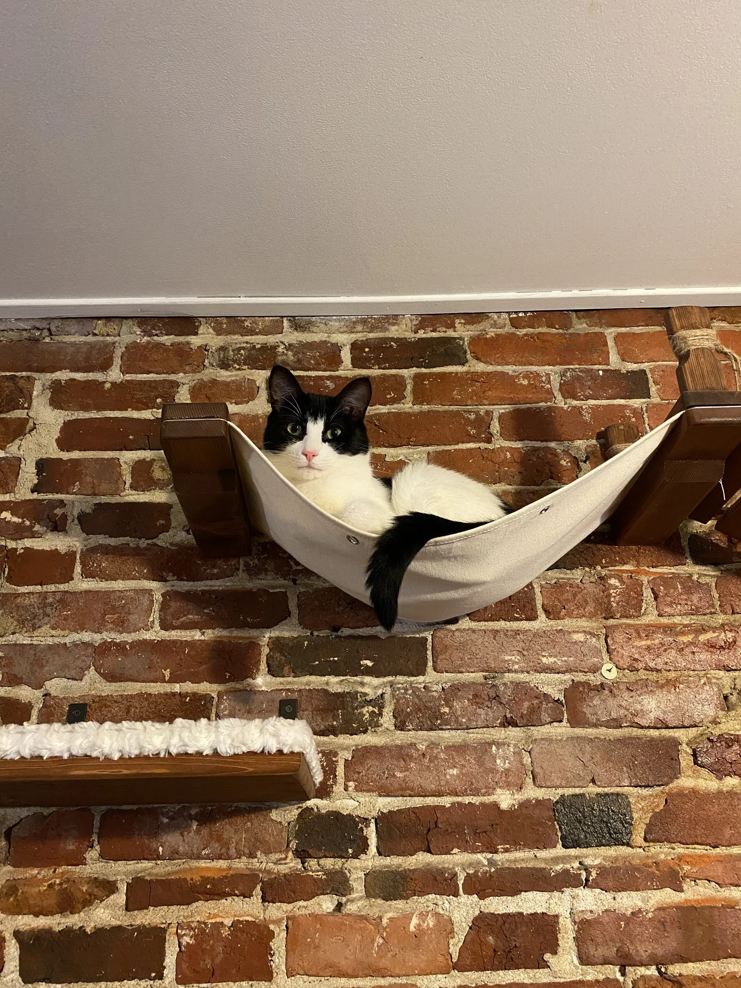 Coffee, Books and Cats — A Sanctuary Cafe