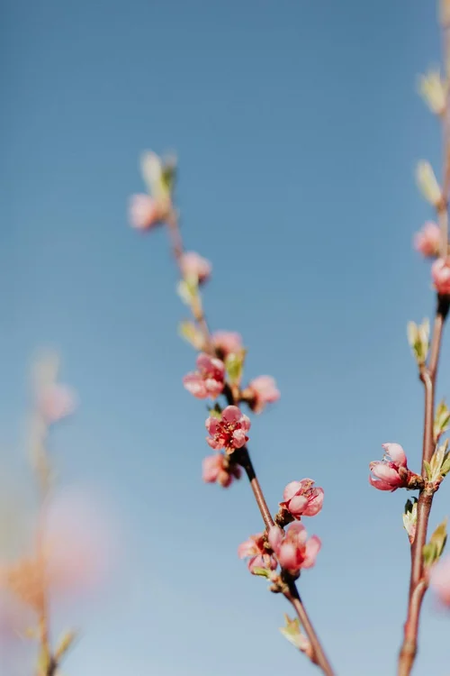 Expat's Guide to the Meaning Behind Chinese New Year Flowers — HK CITY ...
