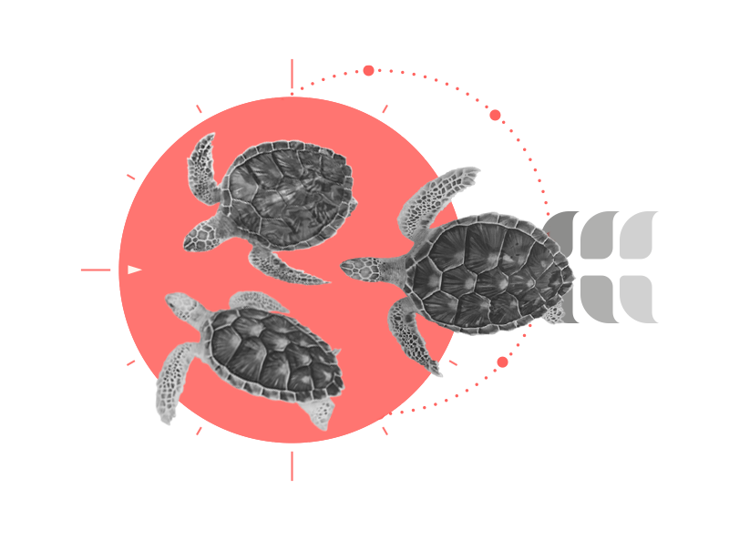 Copper Turtle - Leaders of Dynamic Organisational Change