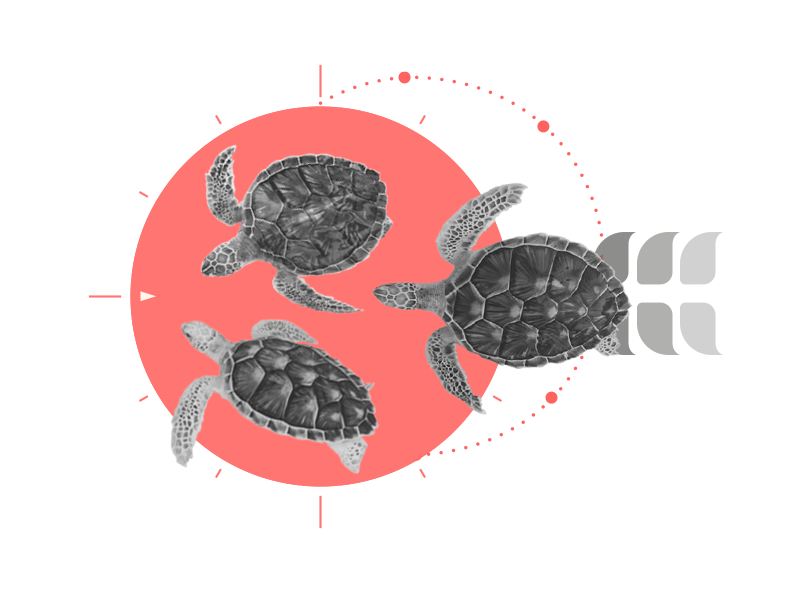 Copper Turtle - Leaders of Dynamic Organisational Change