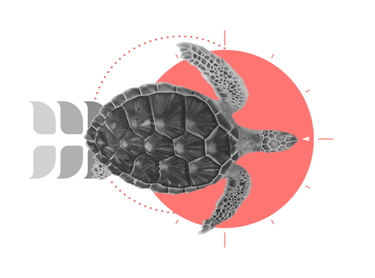 Copper Turtle - Leaders of Dynamic Organisational Change
