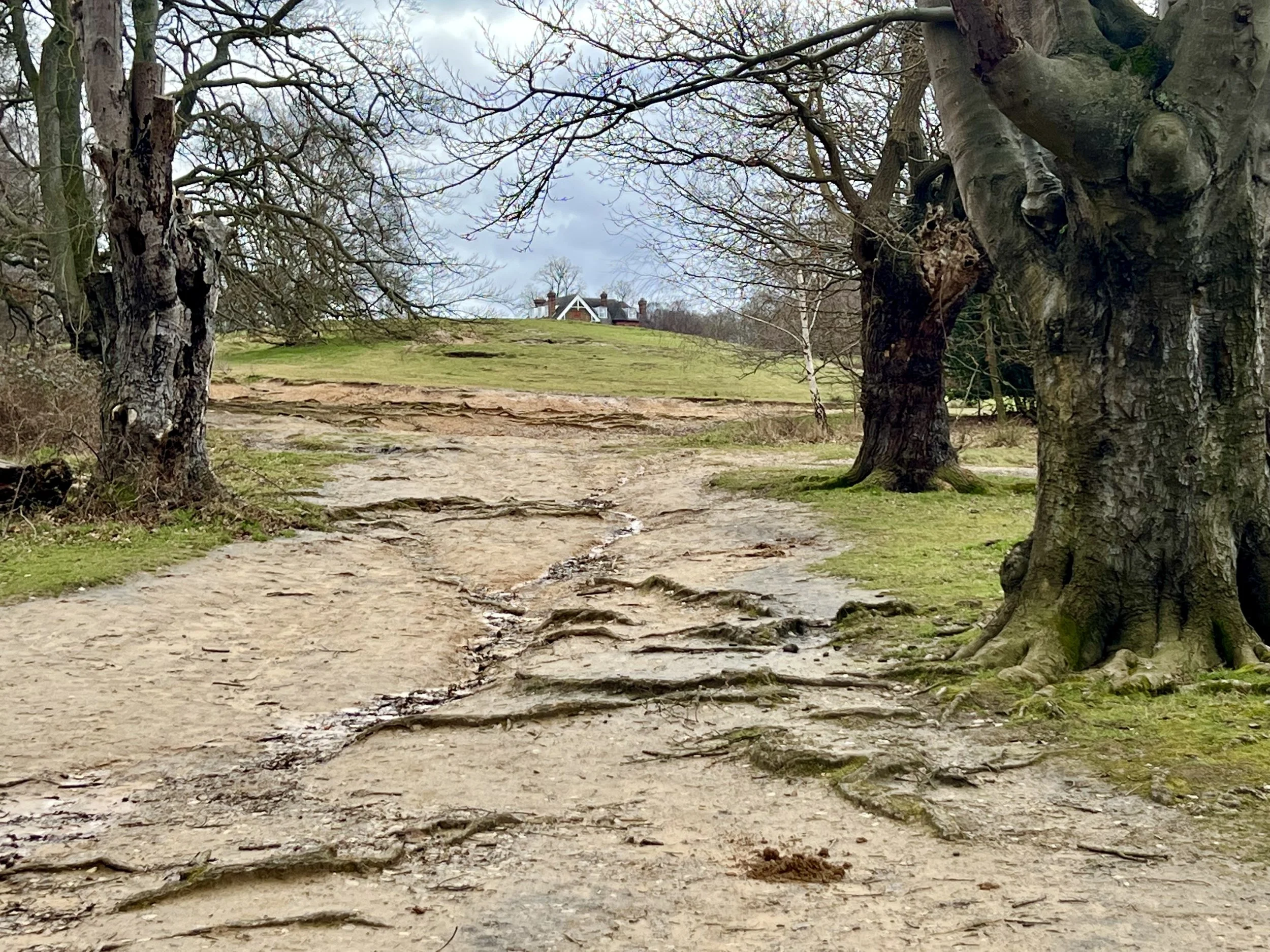 Epping Forest — Walking In Circles