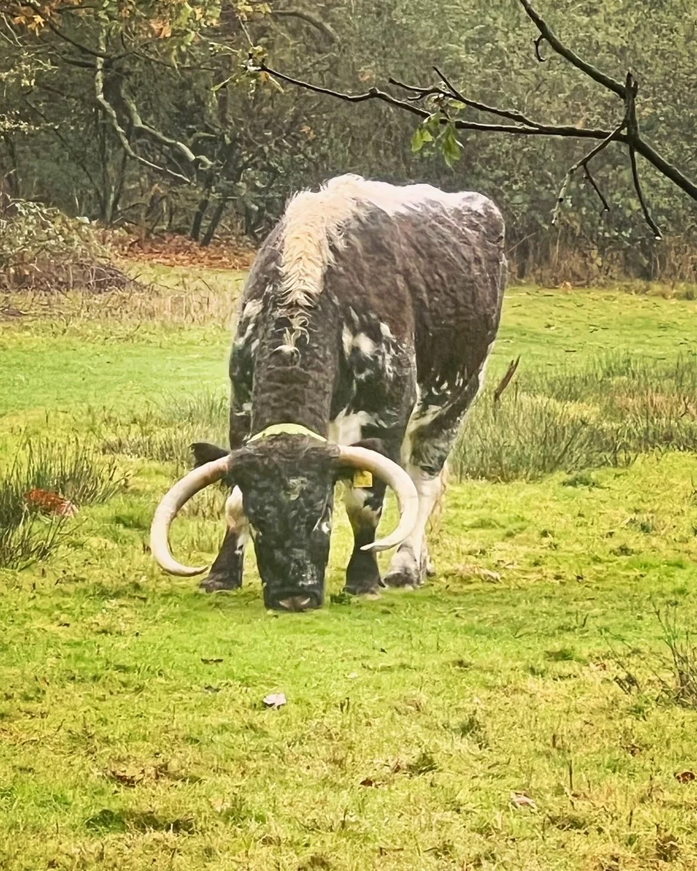 Epping Forest — Walking In Circles