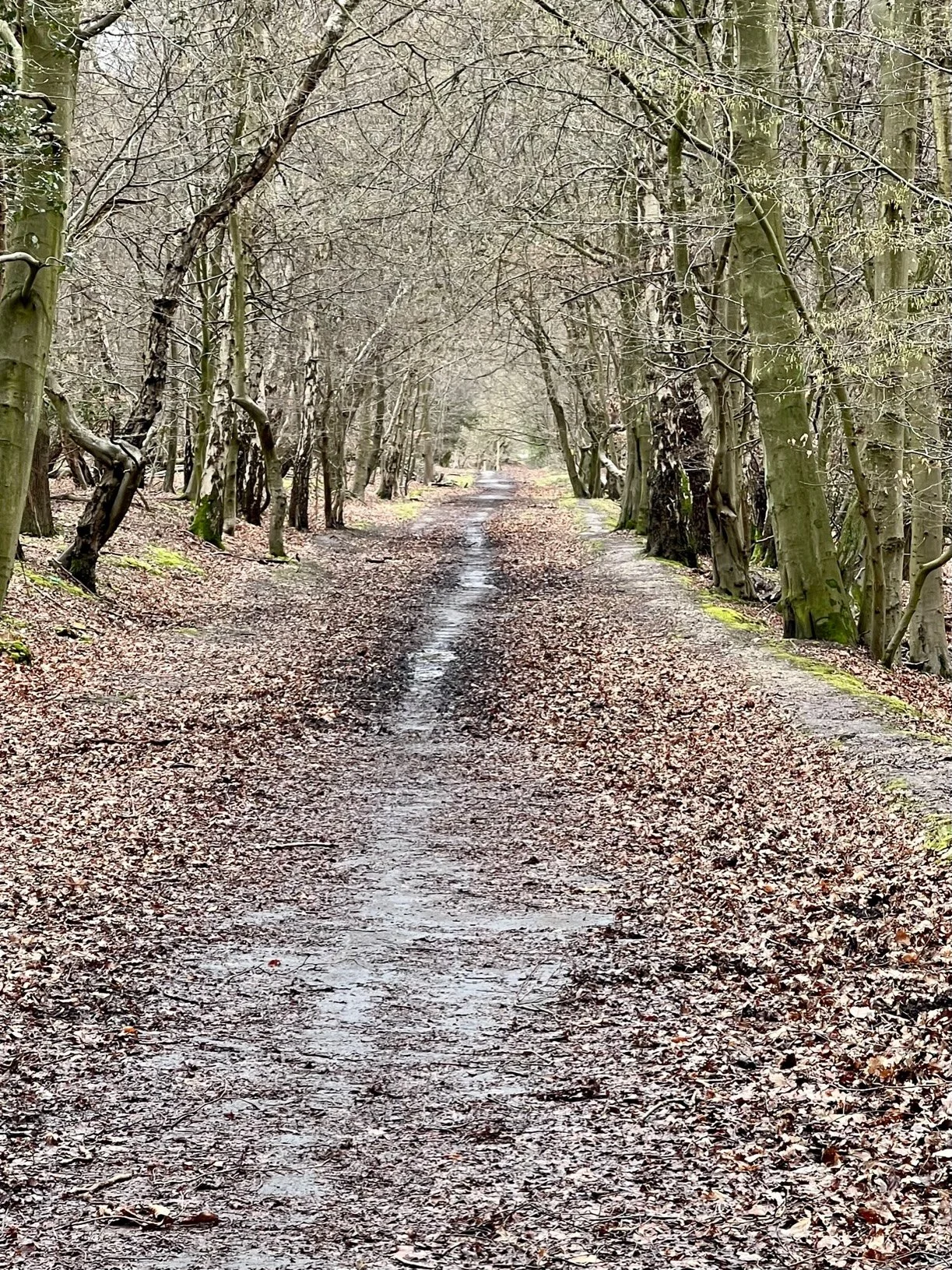 Epping Forest — Walking In Circles