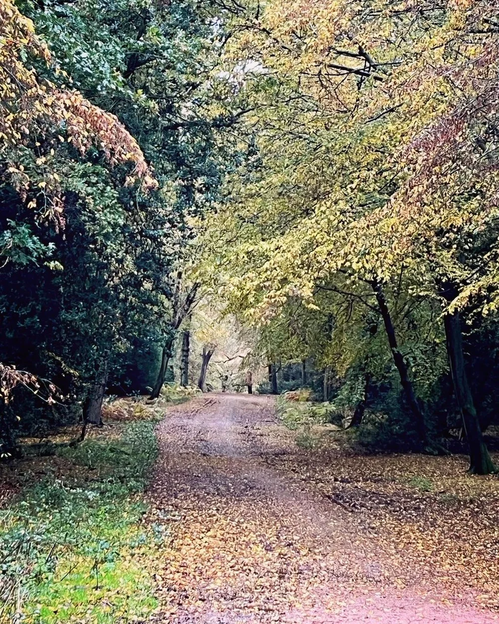 Epping Forest — Walking In Circles