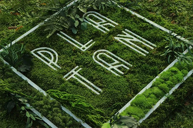 PLATAN et PLATANE, une grande histoire amour — PLATAN — Artisans de la ...