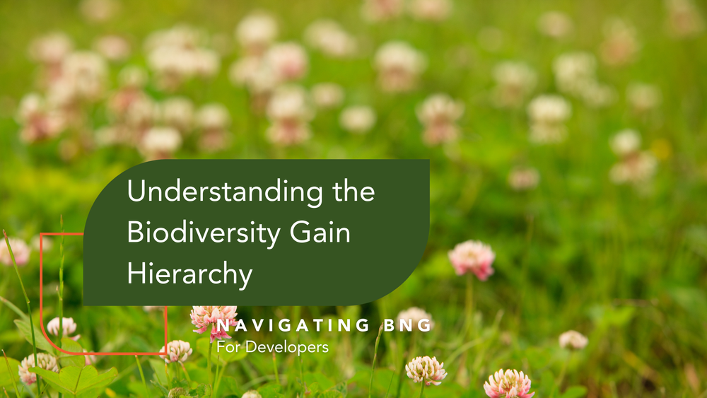 Understanding The Biodiversity Gain Hierarchy