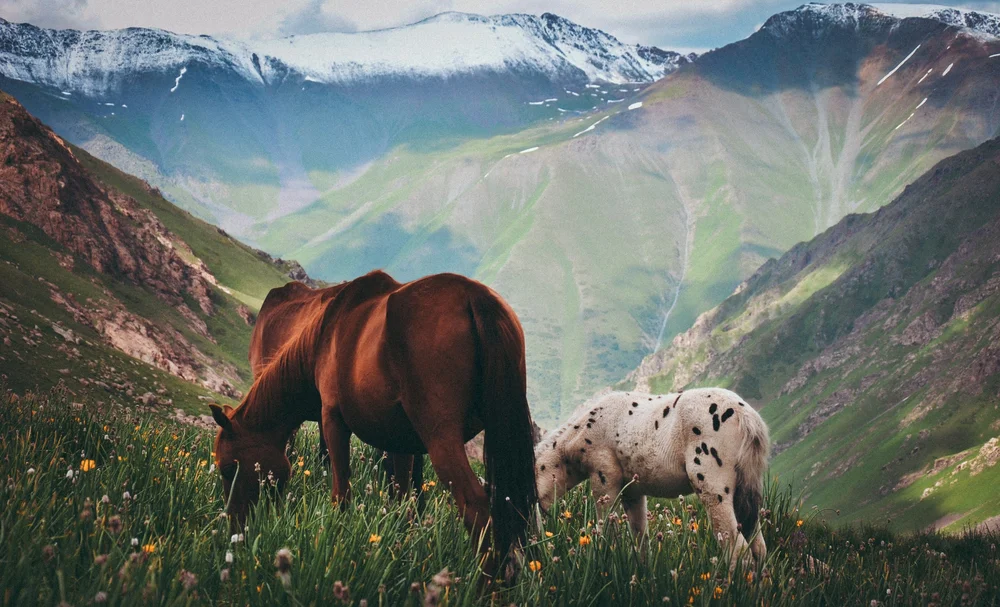 What is a Chaar Appaloosa? — International Chaar Appaloosa Horse ...