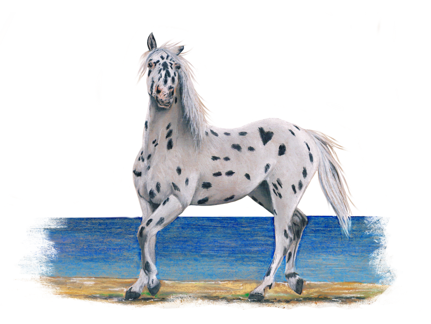 International Chaar Appaloosa Horse Association