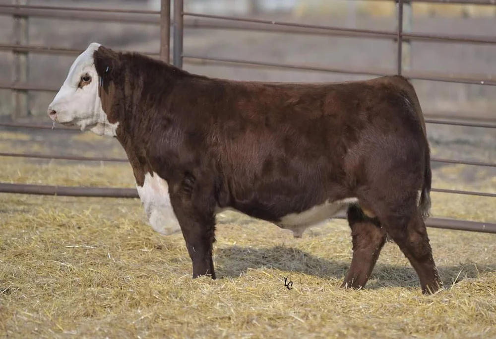 Reference Sires — Pelton Polled Herefords