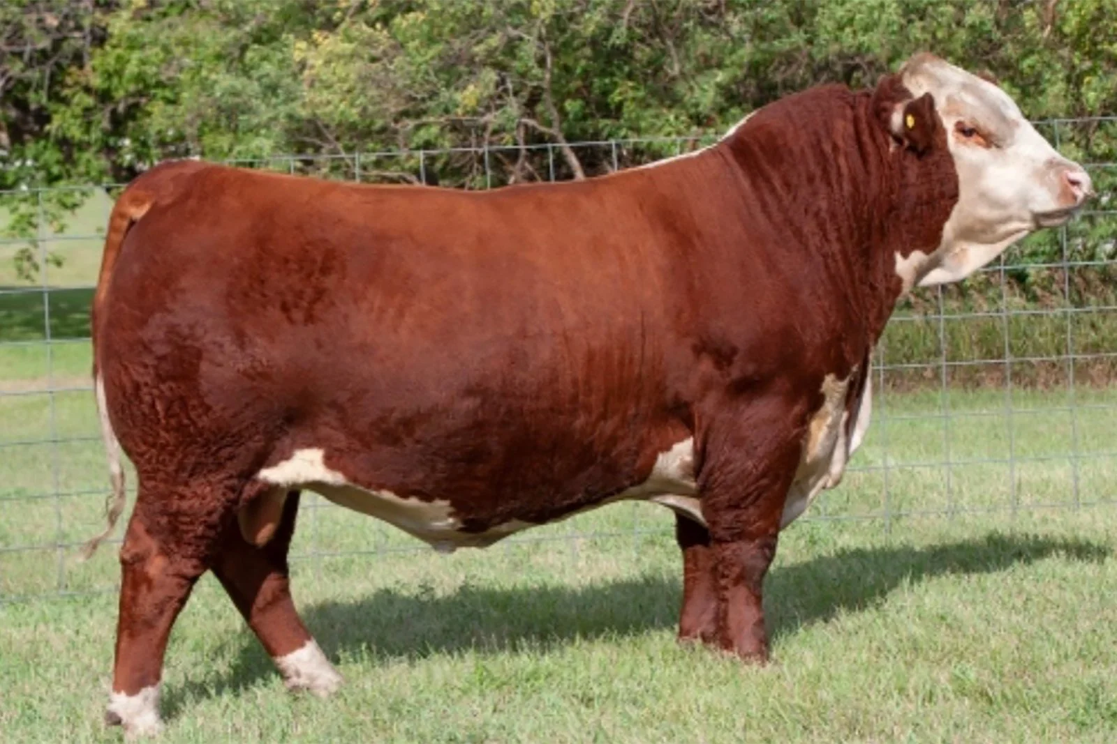 Reference Sires — Pelton Polled Herefords
