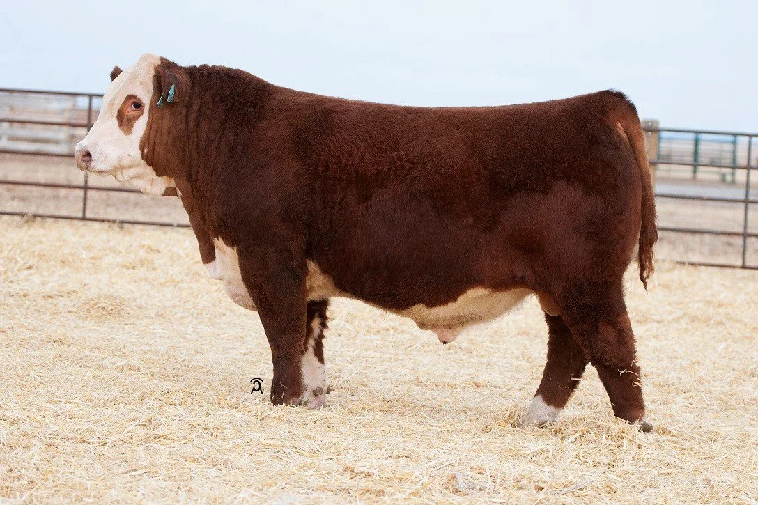Reference Sires — Pelton Polled Herefords