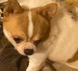 Available Pups — Chihuahua Rescue of Truckee Meadows