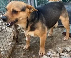 Available Pups — Chihuahua Rescue of Truckee Meadows