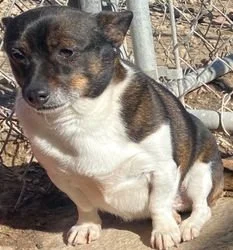 Available Pups — Chihuahua Rescue of Truckee Meadows