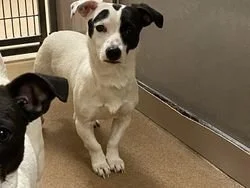 Available Pups — Chihuahua Rescue of Truckee Meadows