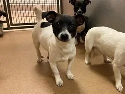 Available Pups — Chihuahua Rescue of Truckee Meadows