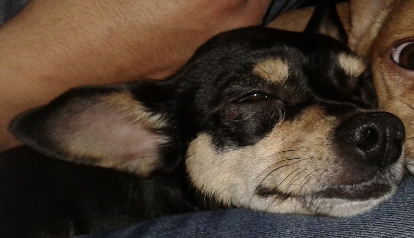 Available Pups — Chihuahua Rescue of Truckee Meadows