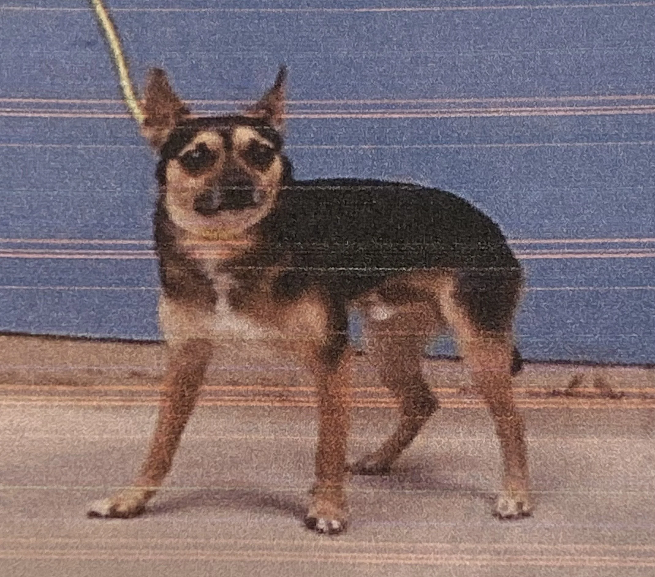 Available Pups — Chihuahua Rescue of Truckee Meadows