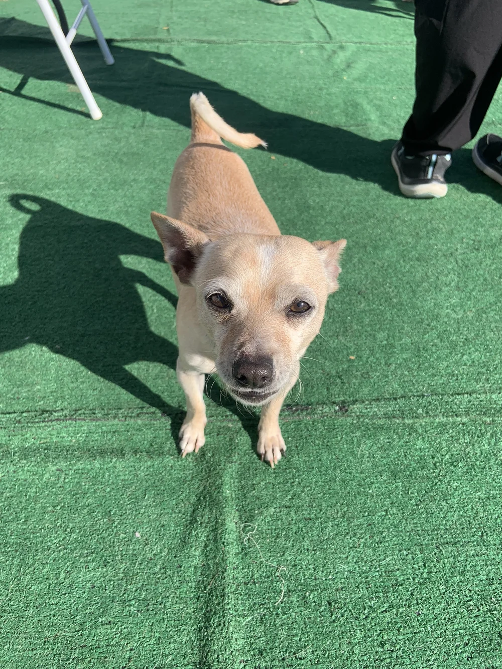 Available Pups — Chihuahua Rescue of Truckee Meadows