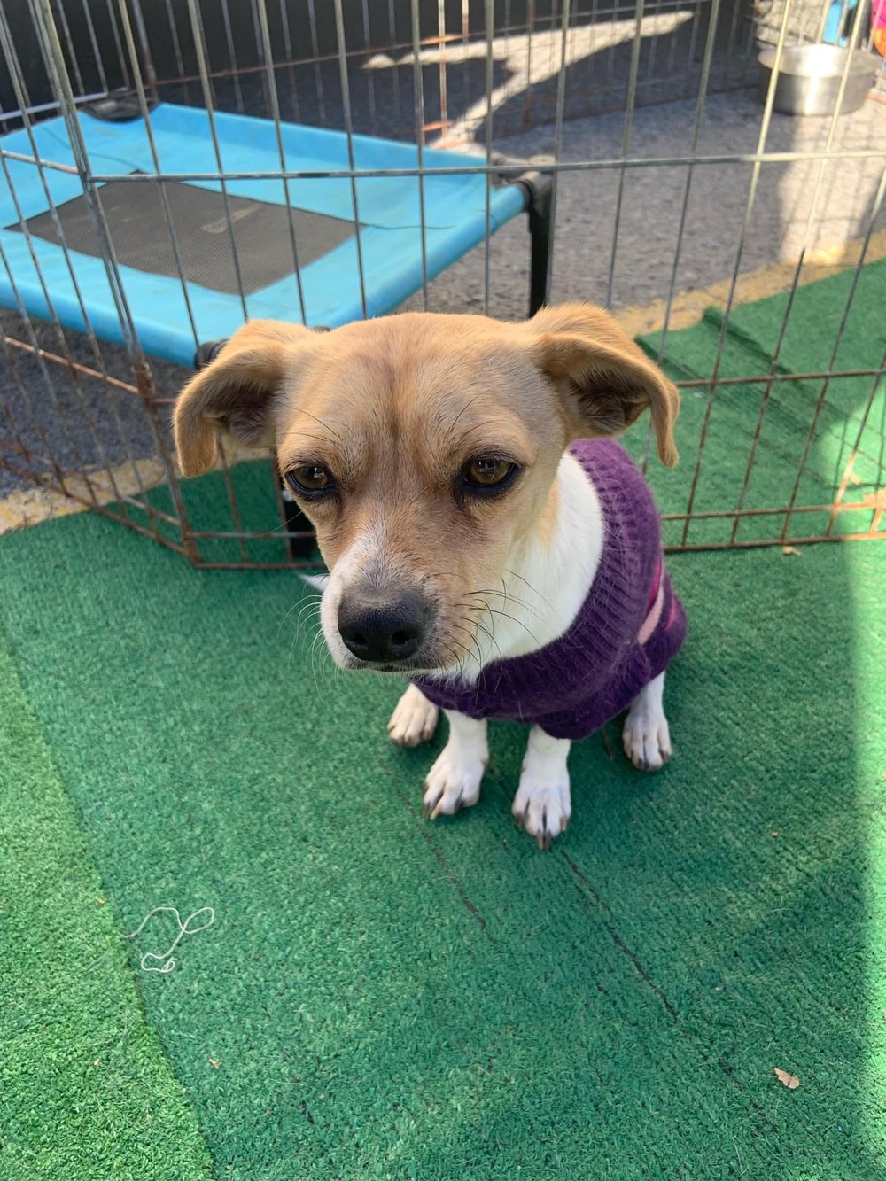 Available Pups — Chihuahua Rescue of Truckee Meadows