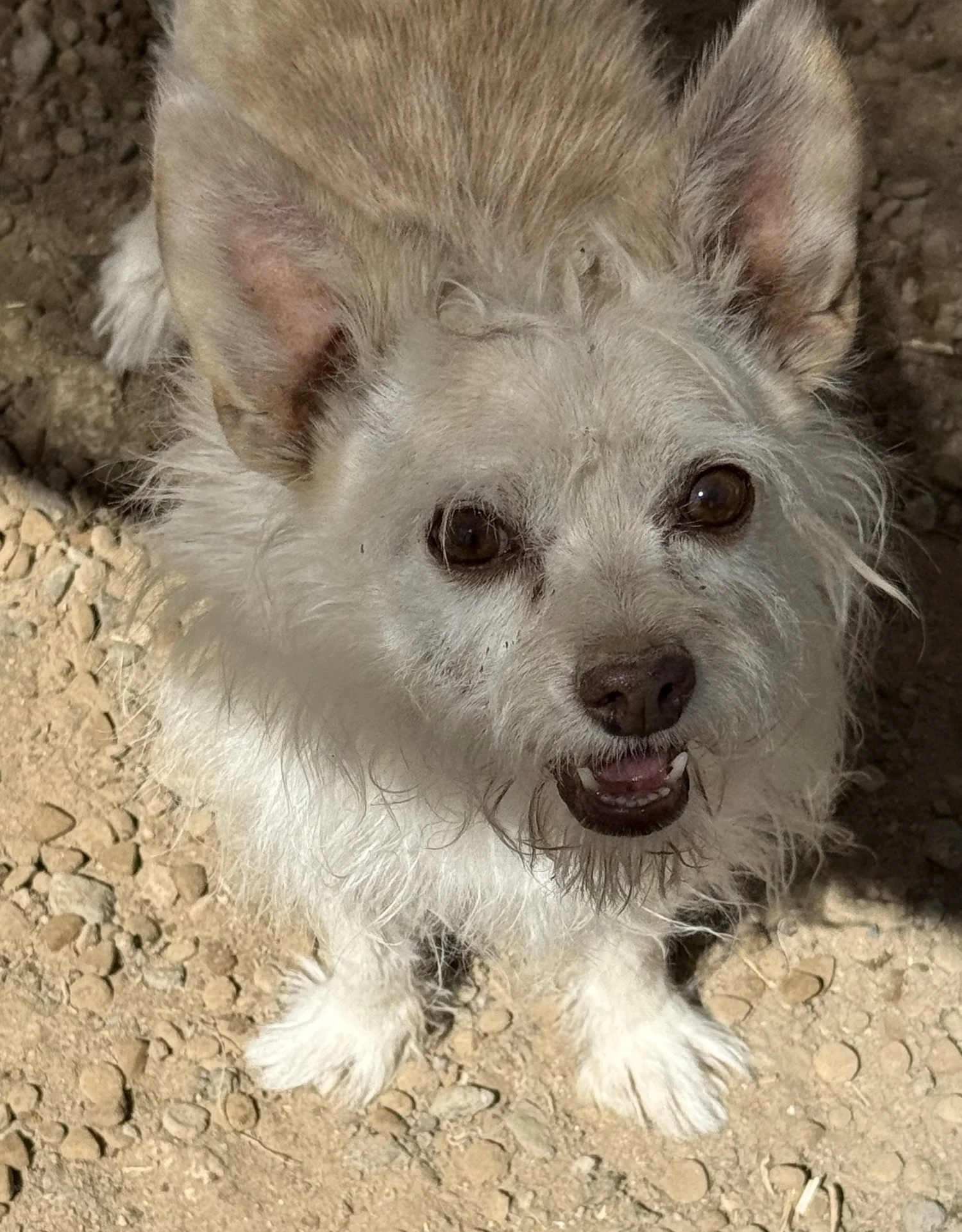 Available Pups — Chihuahua Rescue of Truckee Meadows