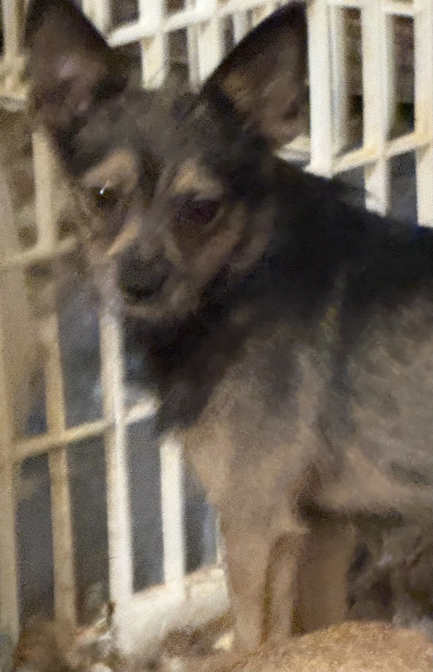 Available Pups — Chihuahua Rescue of Truckee Meadows