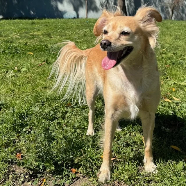 Dogs coming soon — Chihuahua Rescue of Truckee Meadows