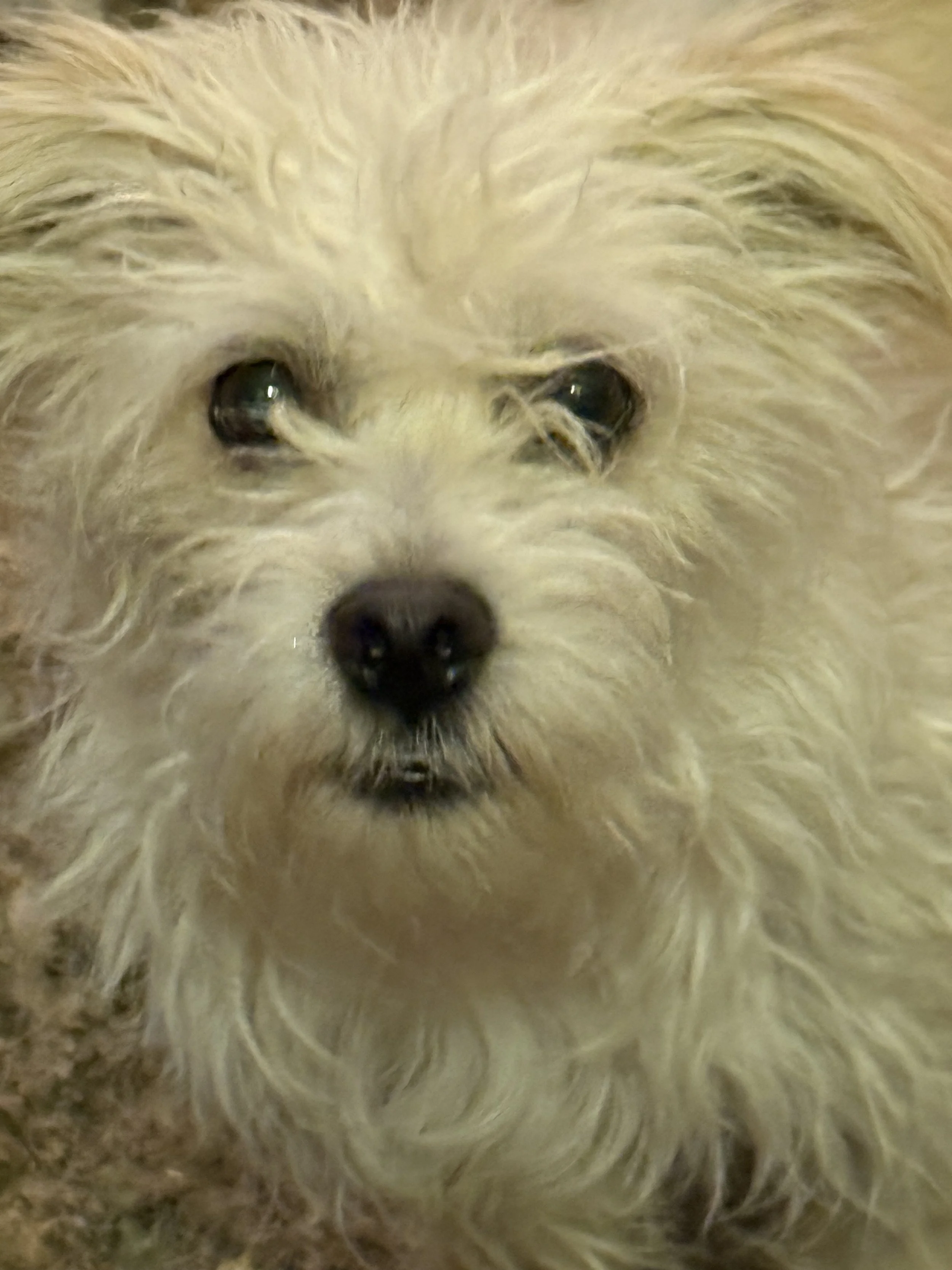 Available Pups — Chihuahua Rescue of Truckee Meadows