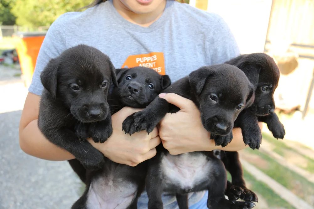 Volunteer Program — Hearts & Bones Rescue