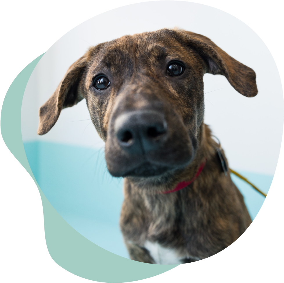 Monthly Giving Program — Hearts & Bones Rescue