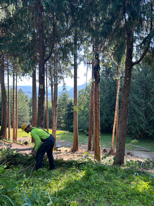 Steve's Tree Service