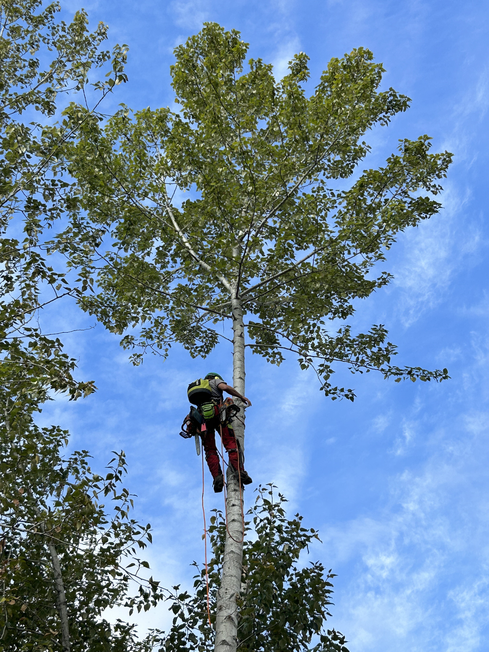 Steve's Tree Service