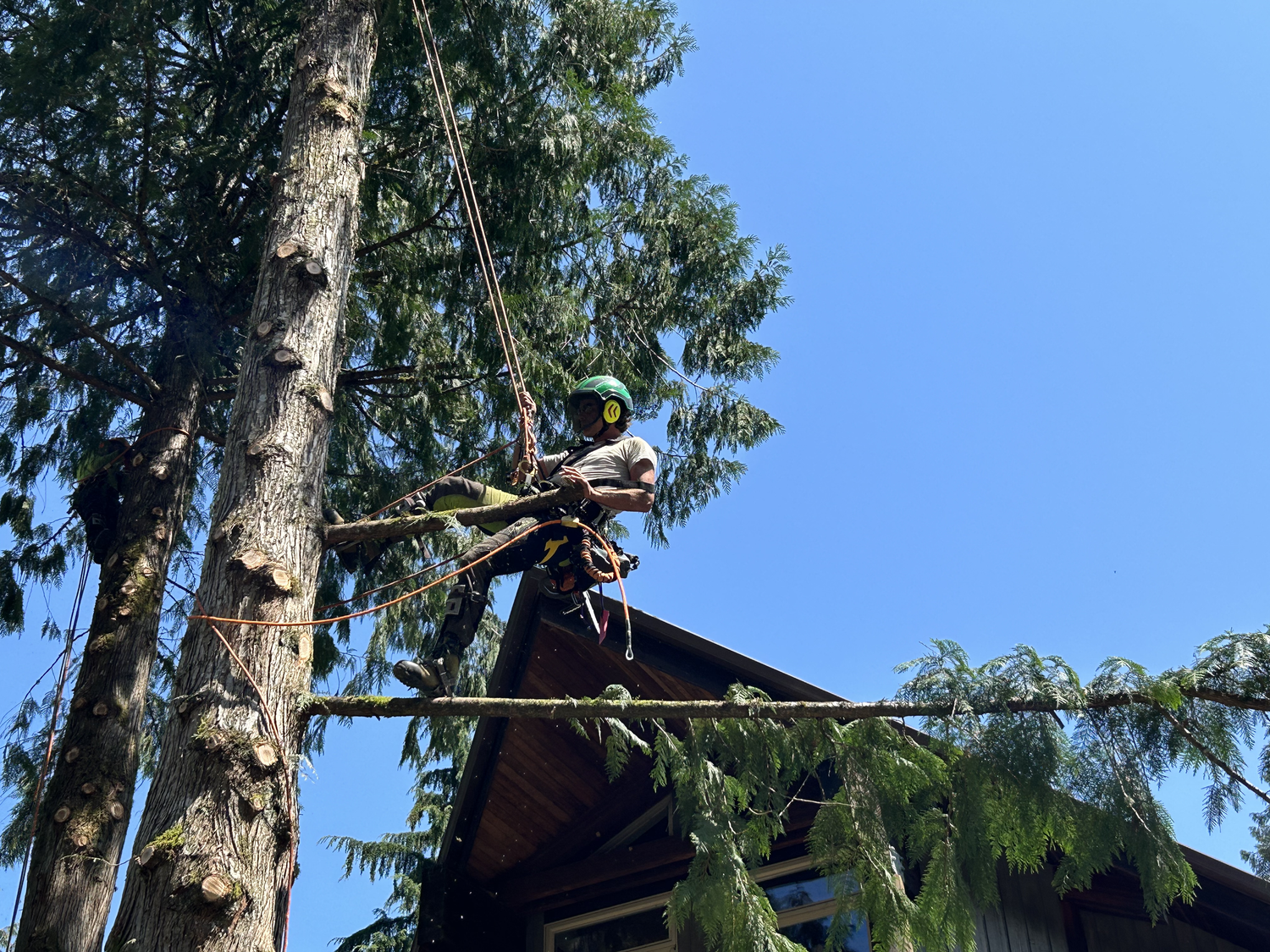 Steve's Tree Service