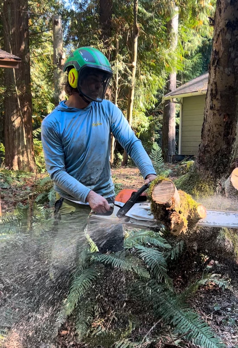 Steve's Tree Service