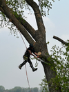 Steve's Tree Service