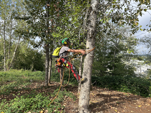 Steve's Tree Service