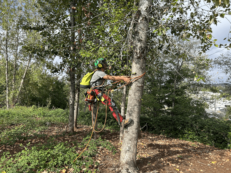 Steve's Tree Service