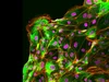 Research — THE YANG LAB at University of Washington