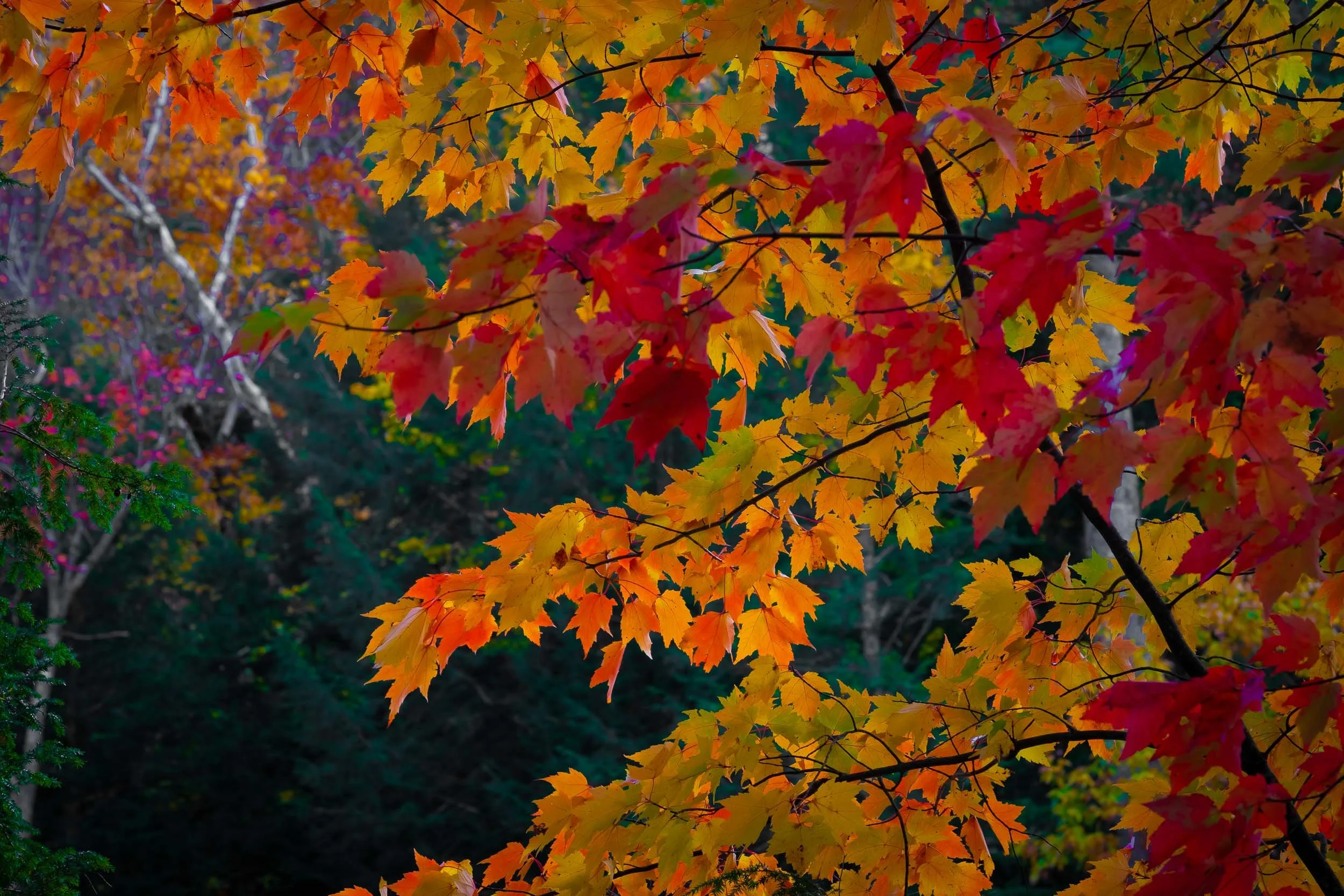 Planning a fall color trip (and a few other updates) — MDSimages