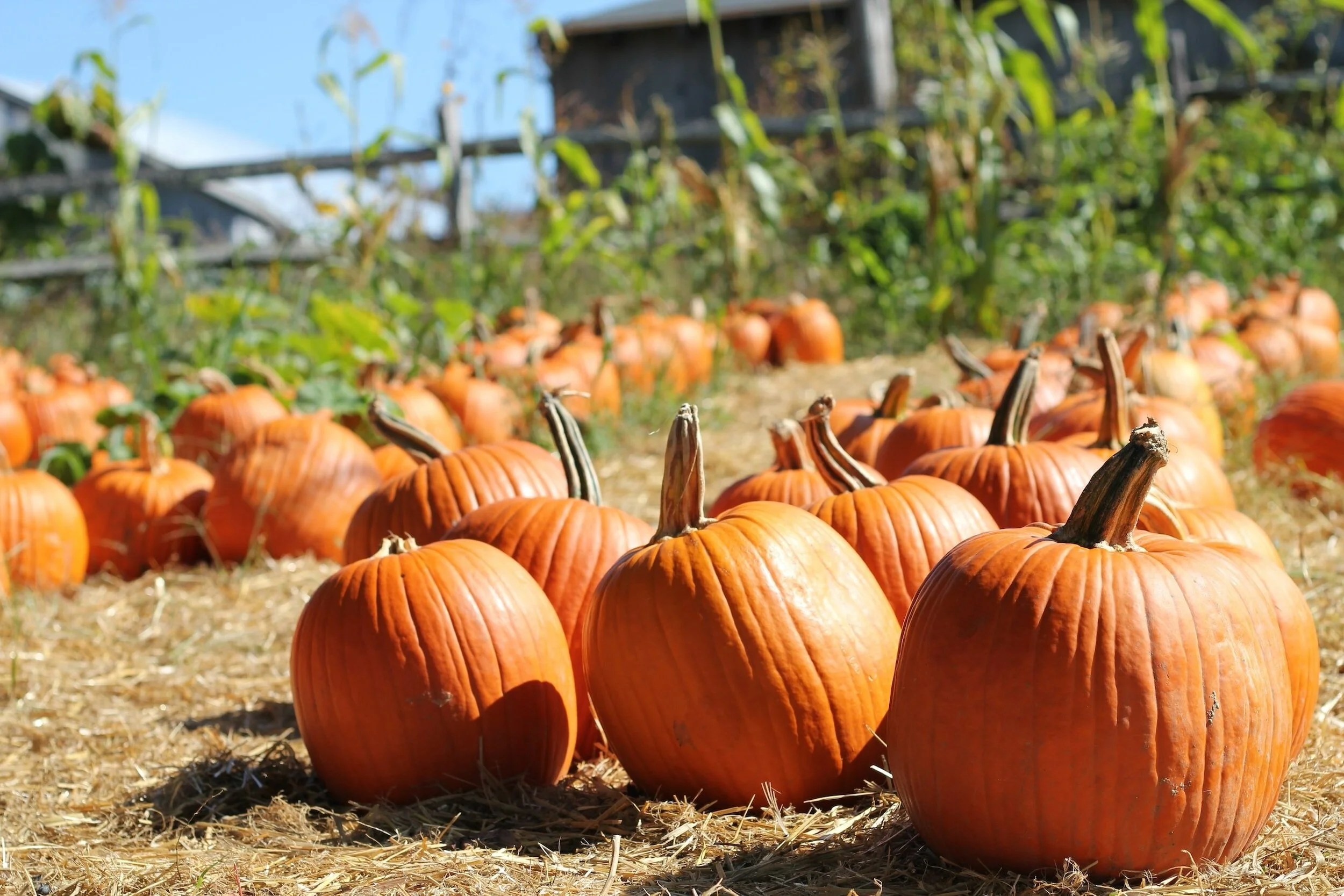 The Oaks at Sherin Farms