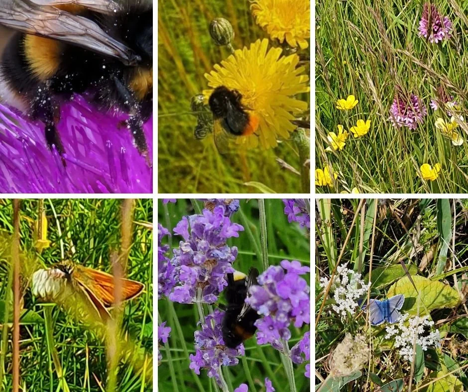 Northumbria NHS Trust and Climate Action North to rewild five hospital ...