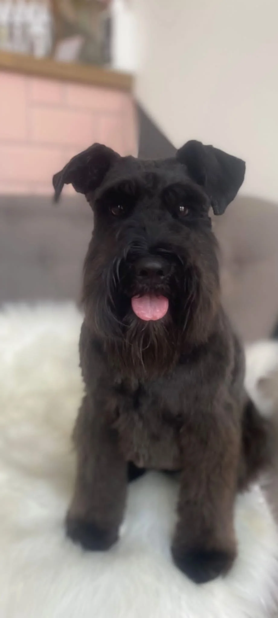 The Classic Pamper — Tails of Hartwell Dog Grooming & Pet Services