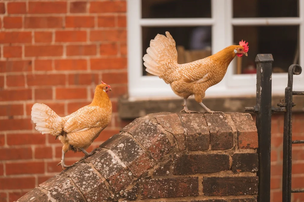 About The Haybarn — The Haybarn Wedding Venue, Herefordshire