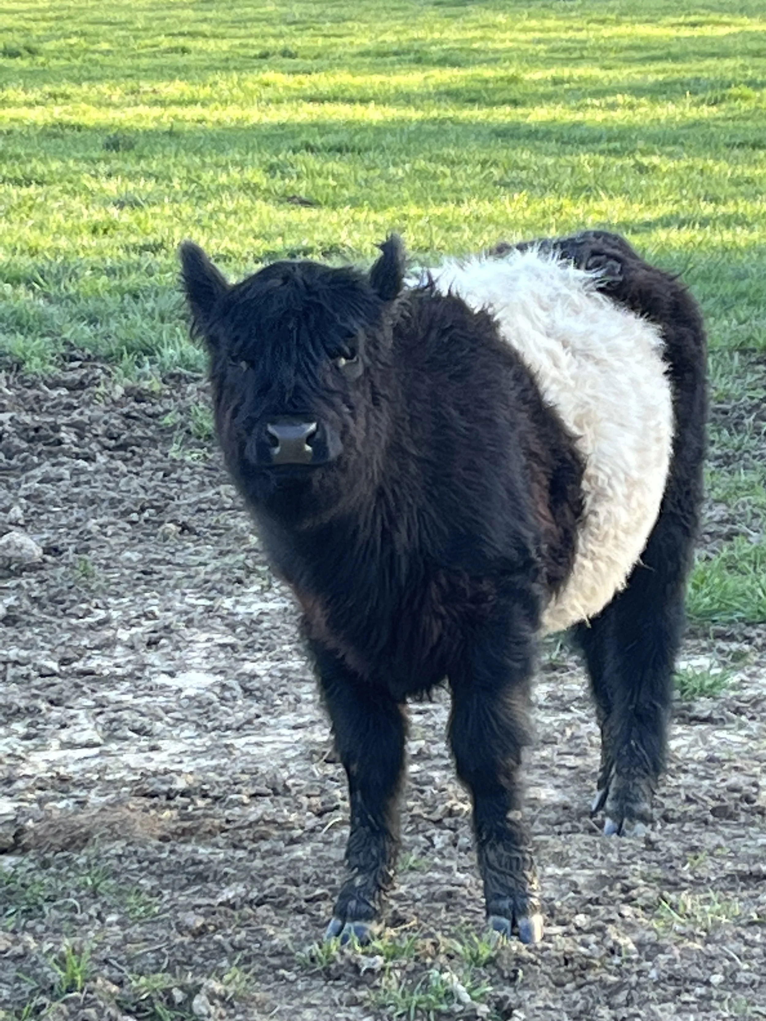 Belted Galloways For Sale — Goshen Farms