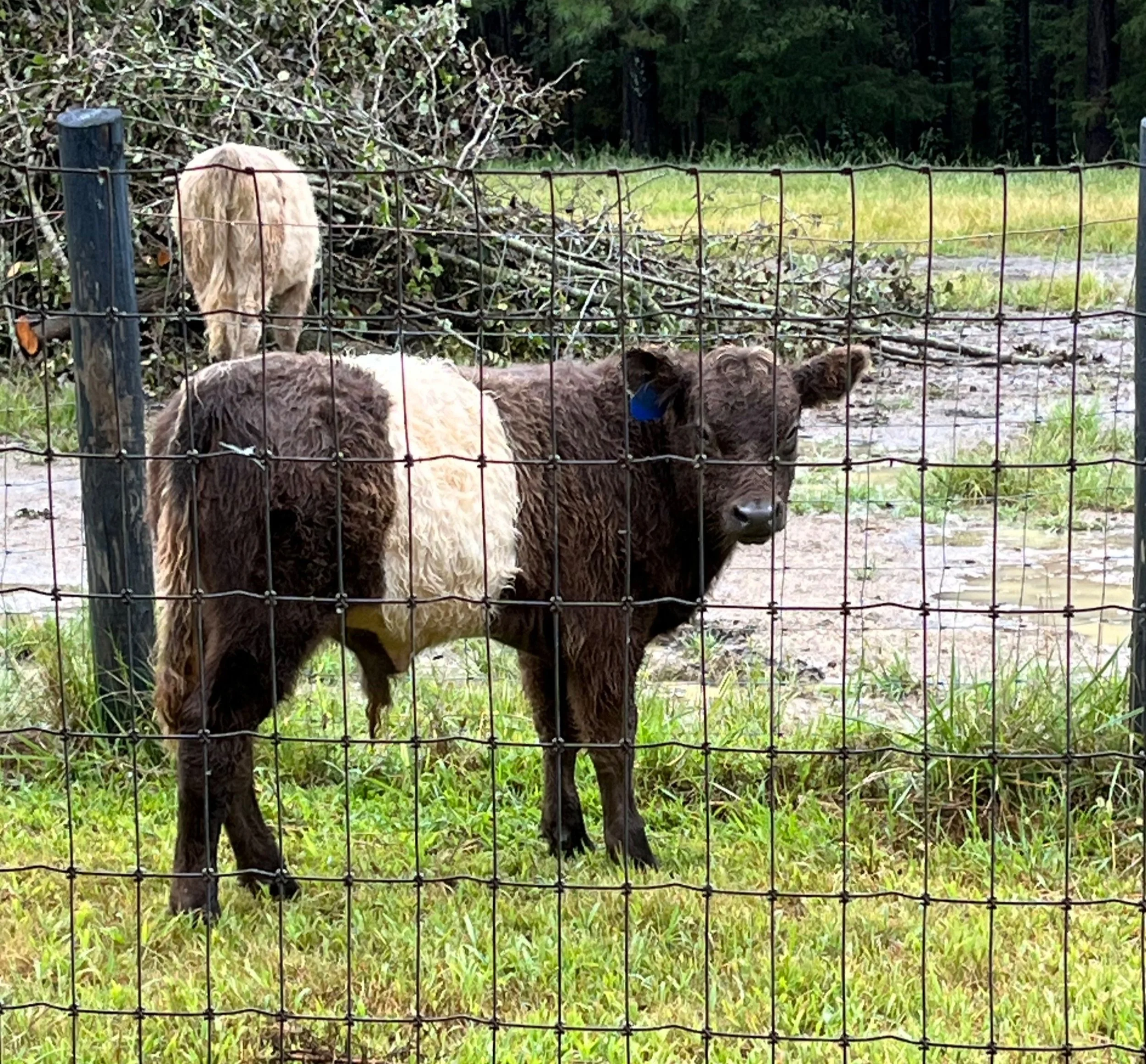 Belted Galloways For Sale — Goshen Farms
